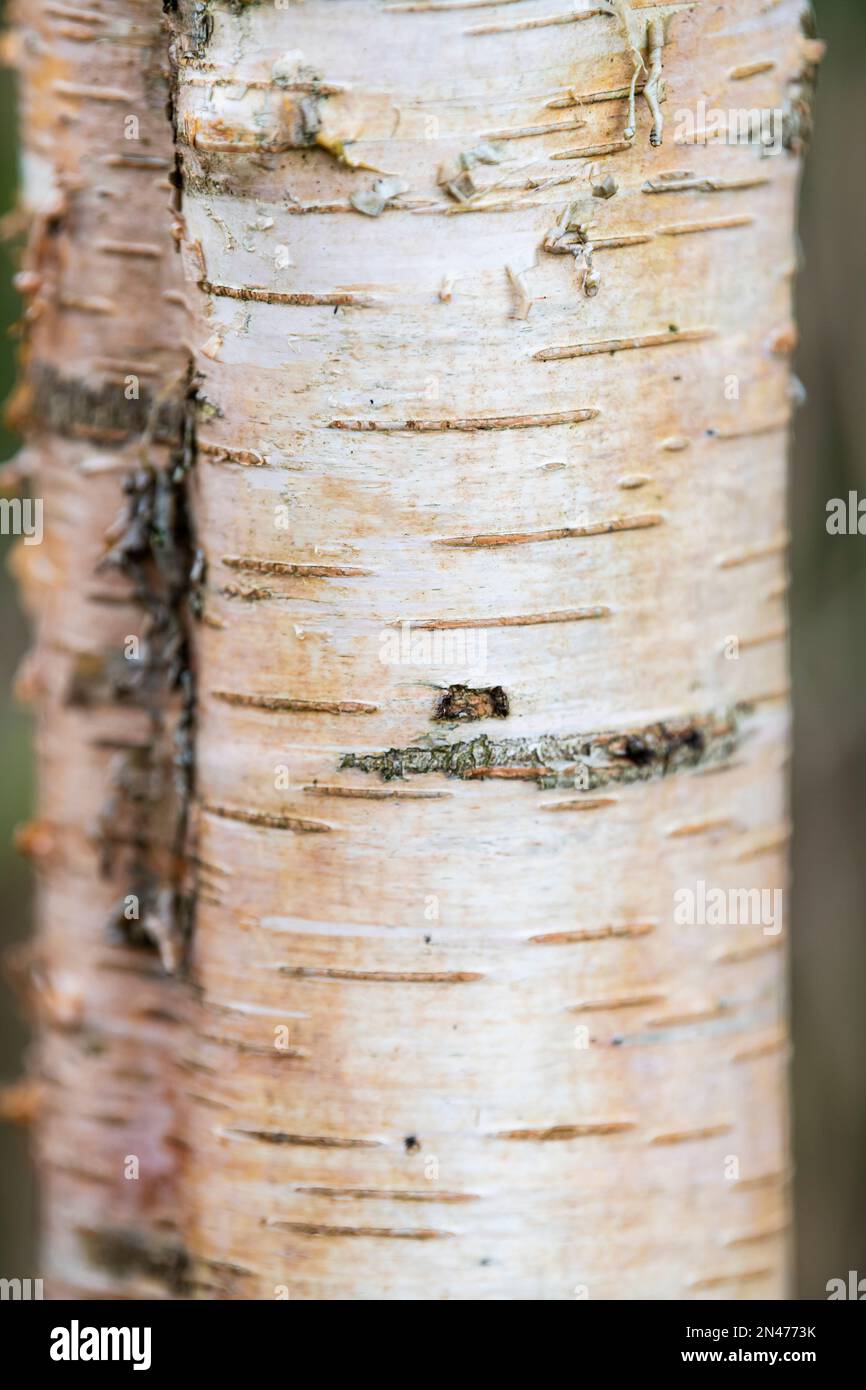Detail shots of the bark of Silver birch- Betula pendula Stock Photo ...