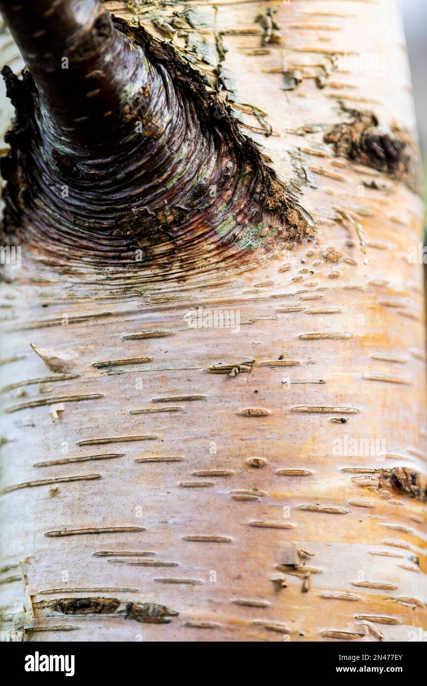 Detail shots of the bark of Silver birch- Betula pendula Stock Photo ...