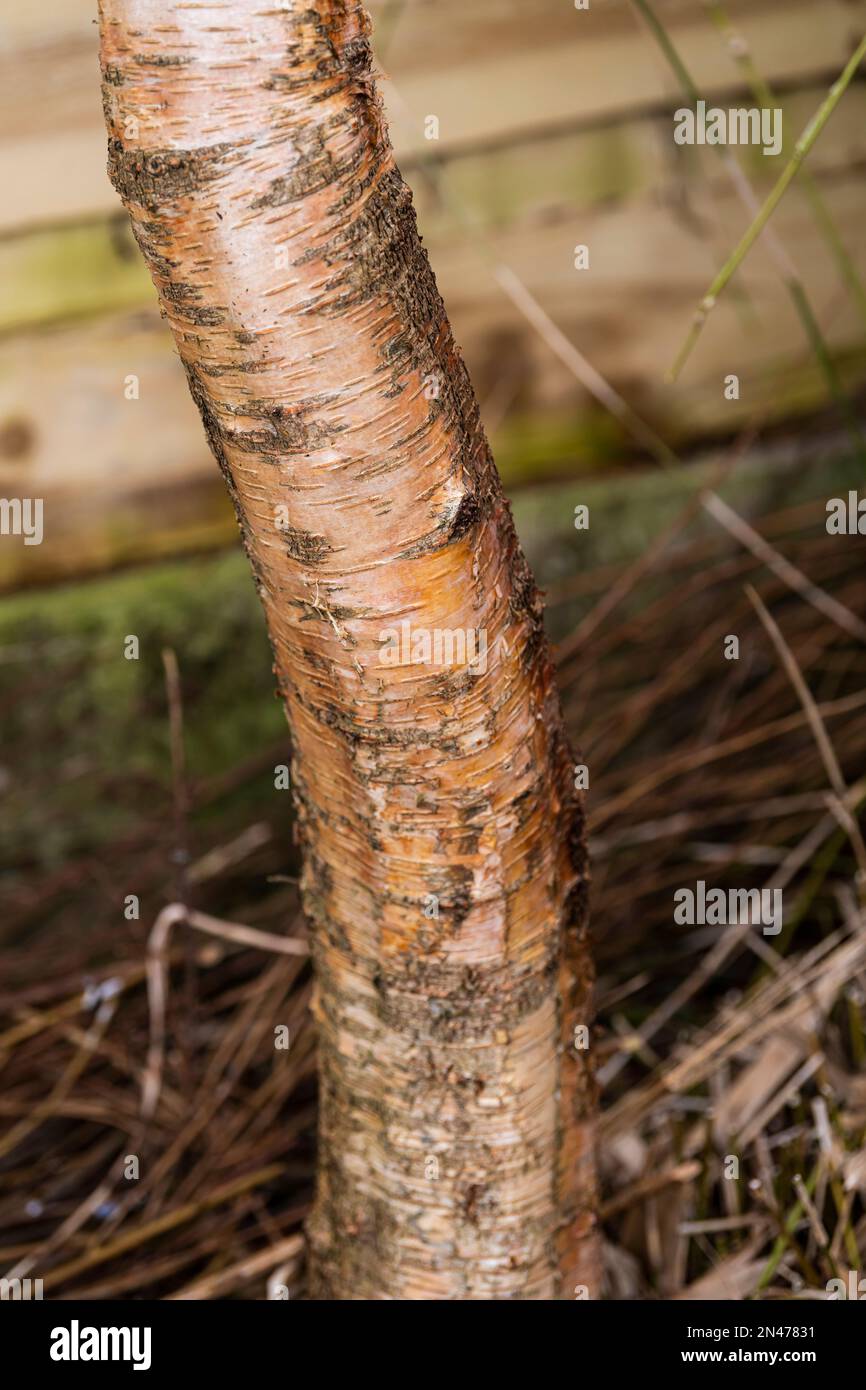 Detail shots of the bark of Silver birch- Betula pendula Stock Photo ...