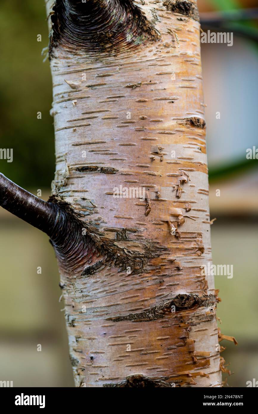 Detail shots of the bark of Silver birch- Betula pendula Stock Photo ...