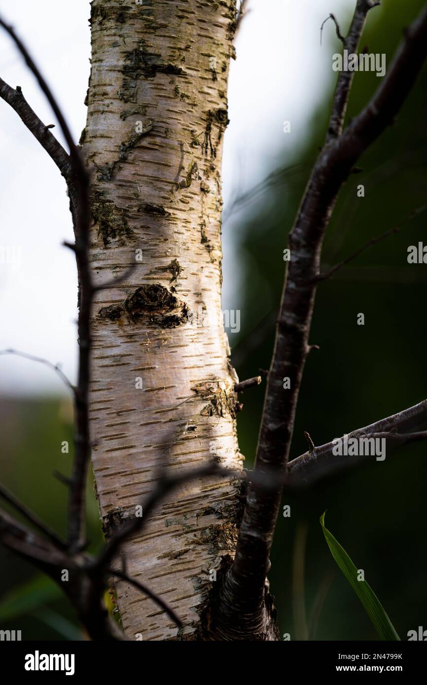 Detail shots of the bark of Silver birch- Betula pendula Stock Photo ...