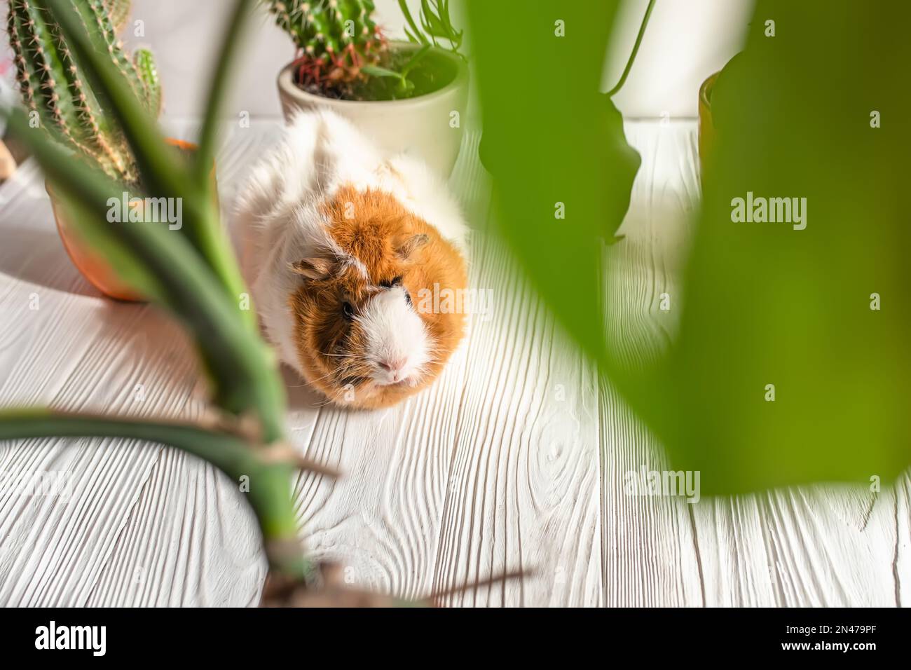 Pig face plant food hi-res stock photography and images - Alamy