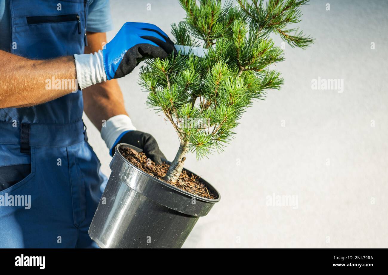 Landscaper with a Pine Tree Seedling in His Hands. Gardener Preparing ...