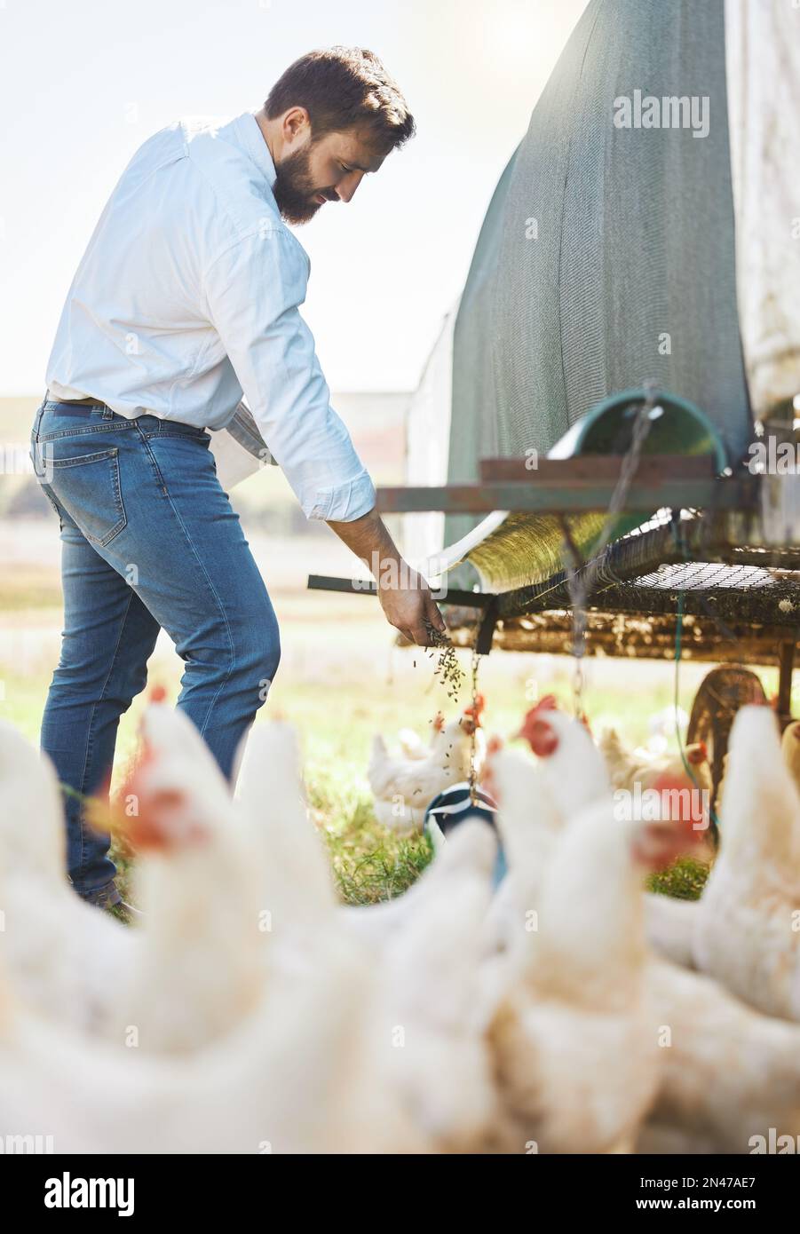 Farmer feed chicken, farming and man outdoor, poultry and healthy ...