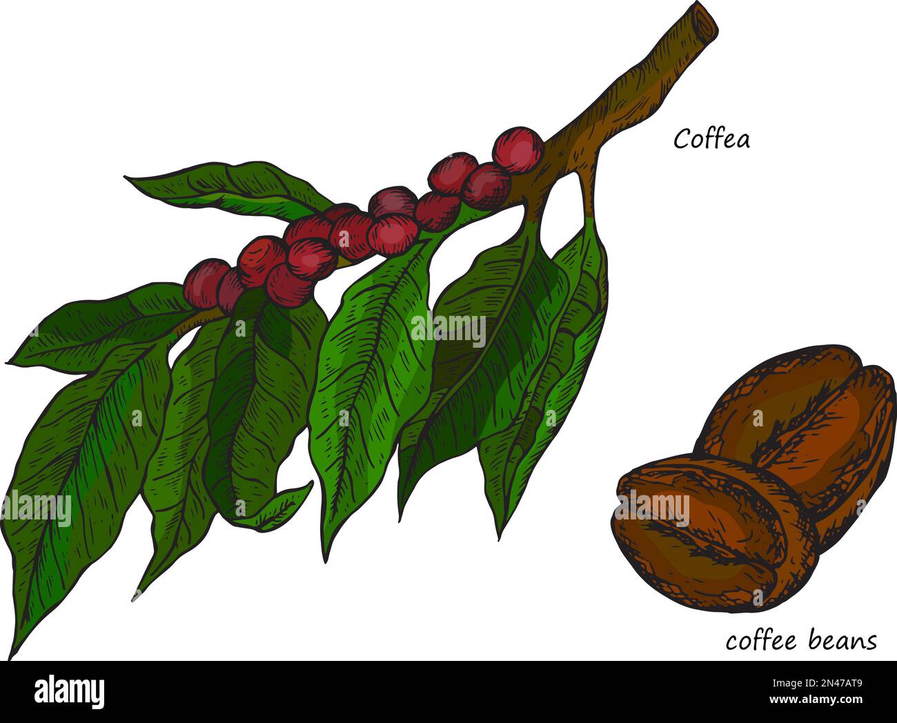 Coffea and coffee beans. Coffee tree branch with beans, Arabica Coffee ...