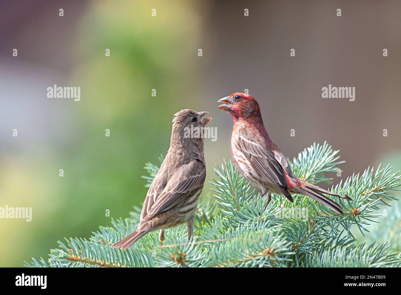 Two house finches on a blue spruce pine tree feeding one another Stock ...