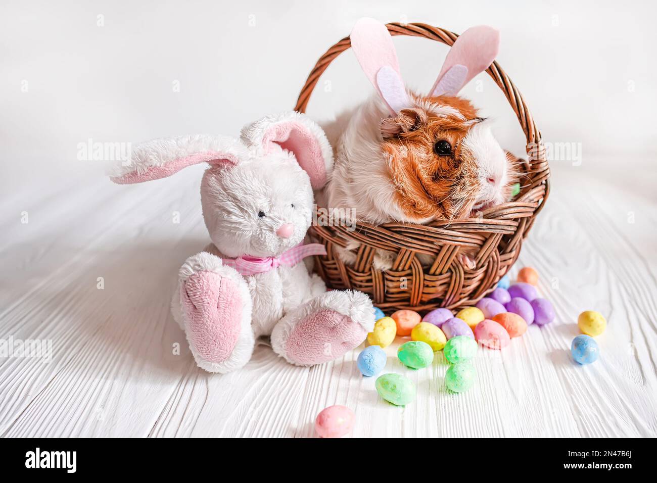 Cute guinea pig with Easter bunny ears in a wicker basket near colorful ...