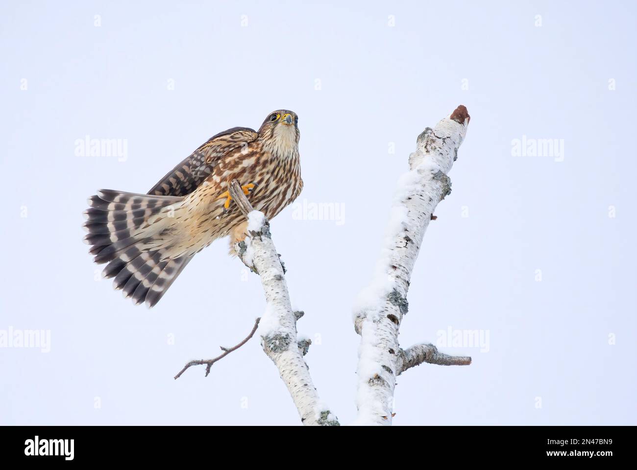 Merlin is a small falcon isolated on blue background landing on a ...