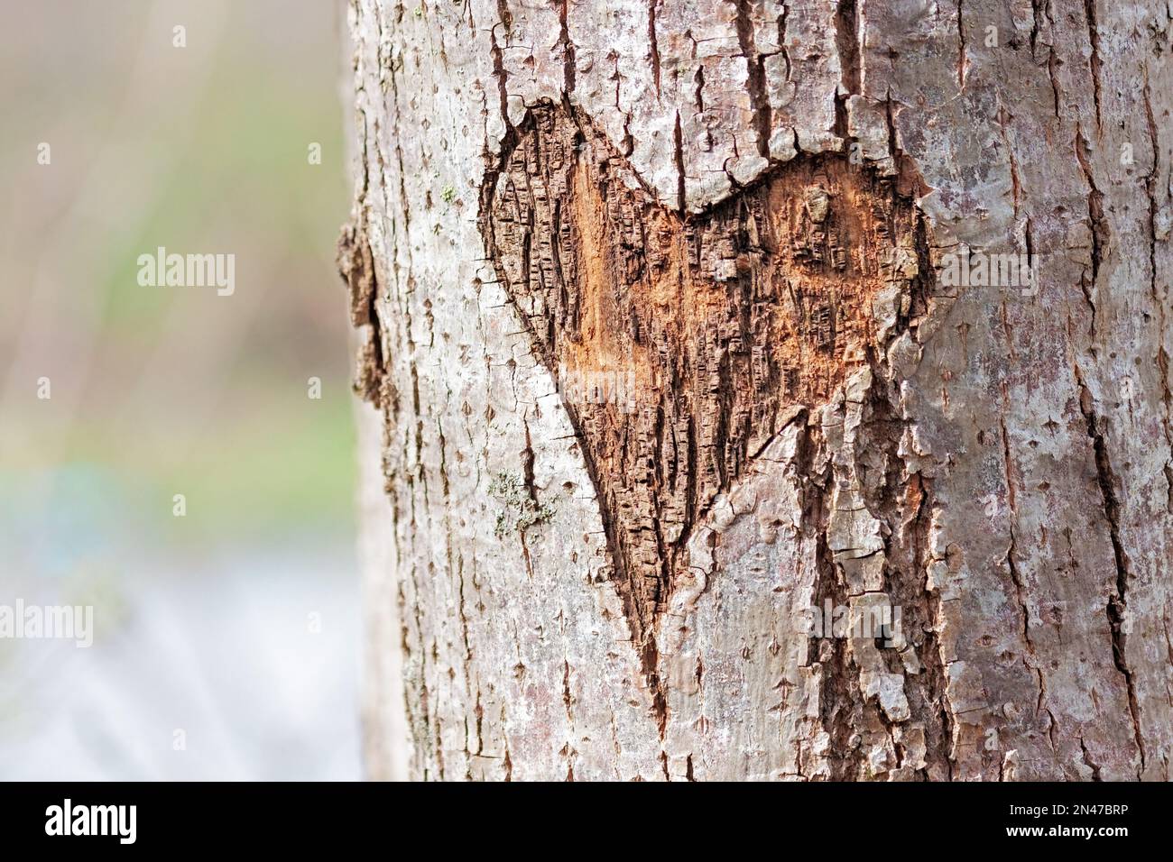 A heart carved into a tree. The heart almost looks red against the ...