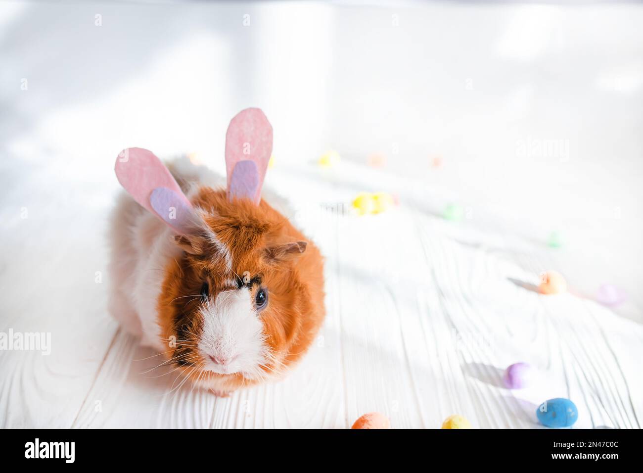 Cute cute guinea pig with Easter bunny ears on a white background with ...