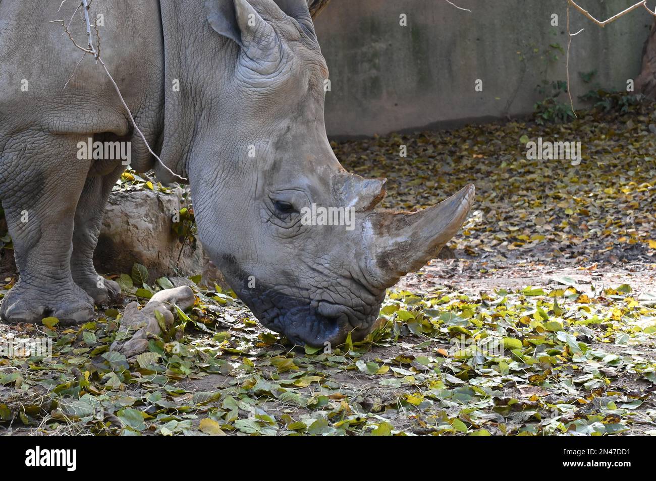 A beautiful rhino eating leaves from a ground at the zoo Stock Photo ...