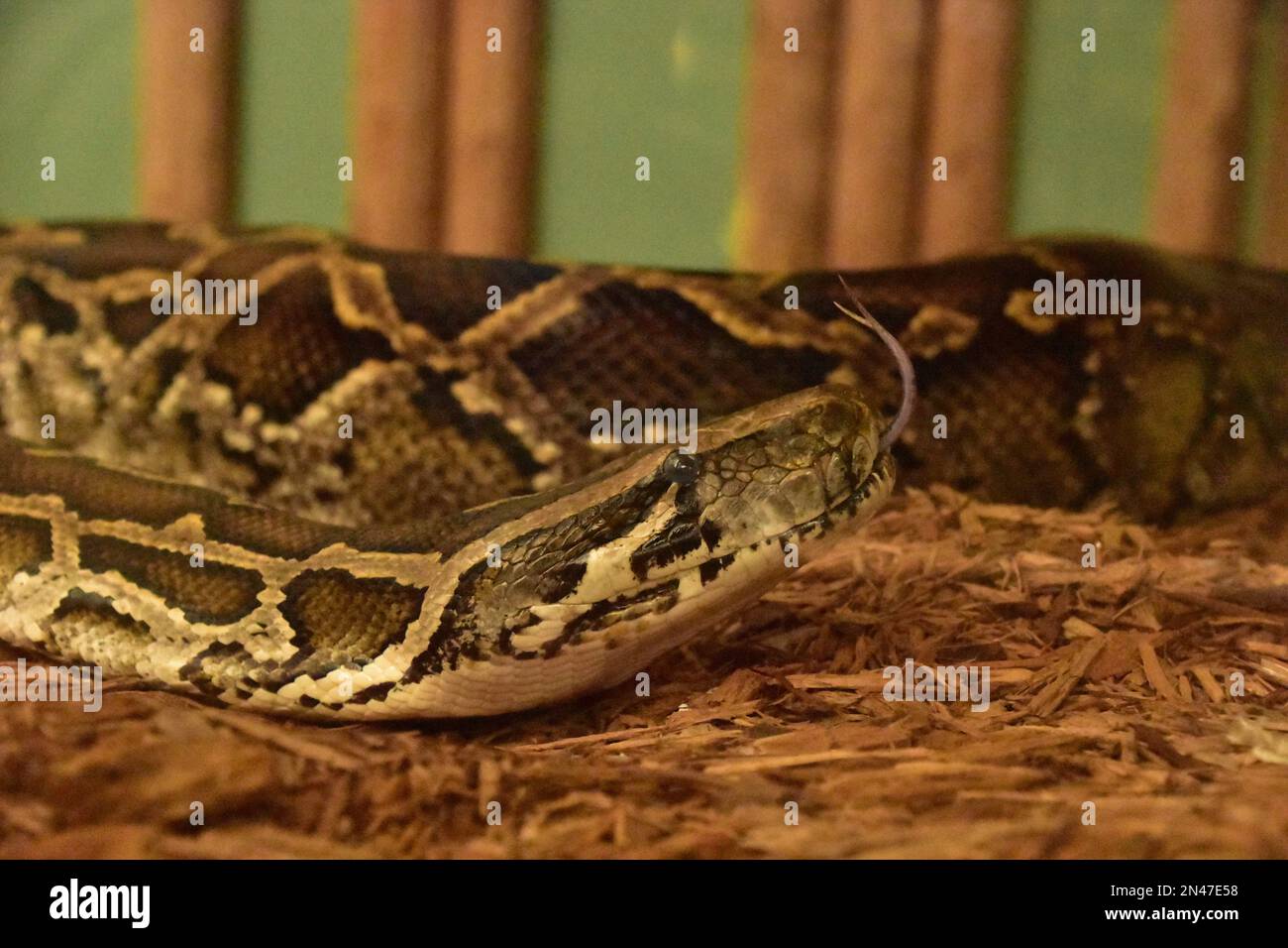 Large scaled Burmese python with his tongue out tasting the air Stock ...