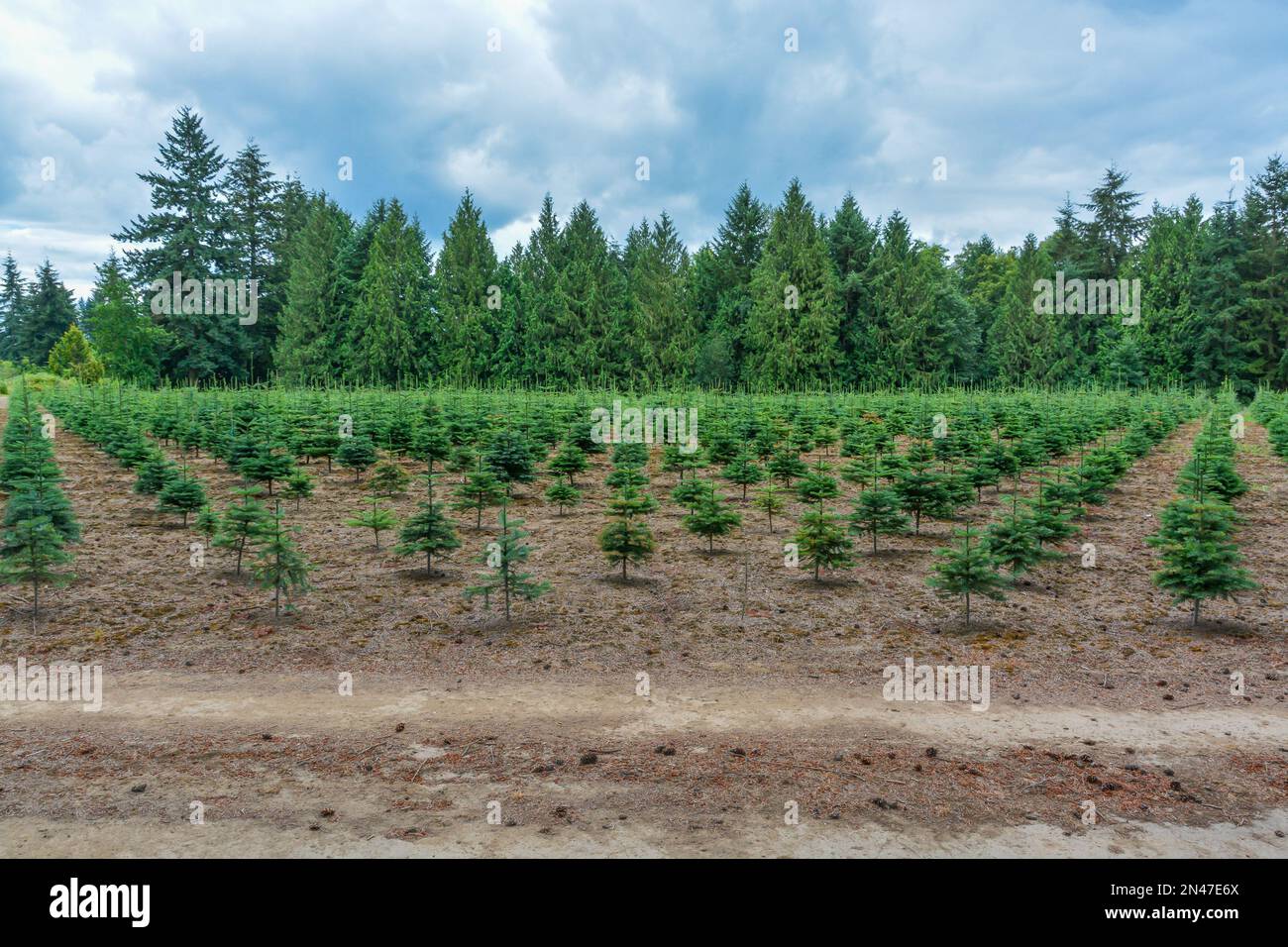 Tree farm field with planting stock. Small pine trees at the road Stock ...