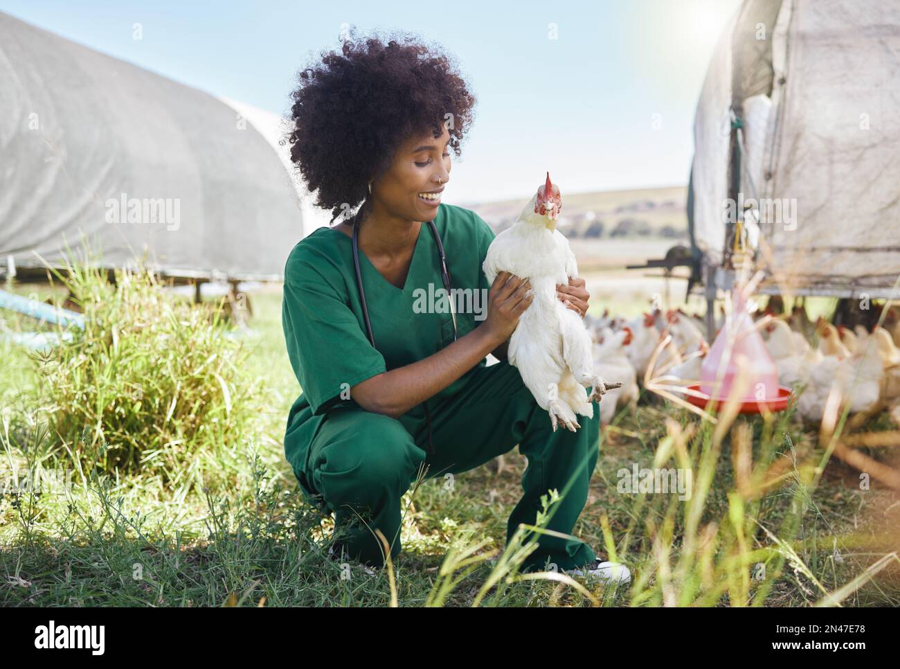 Veterinary, agriculture and black woman with chicken on farm for health ...