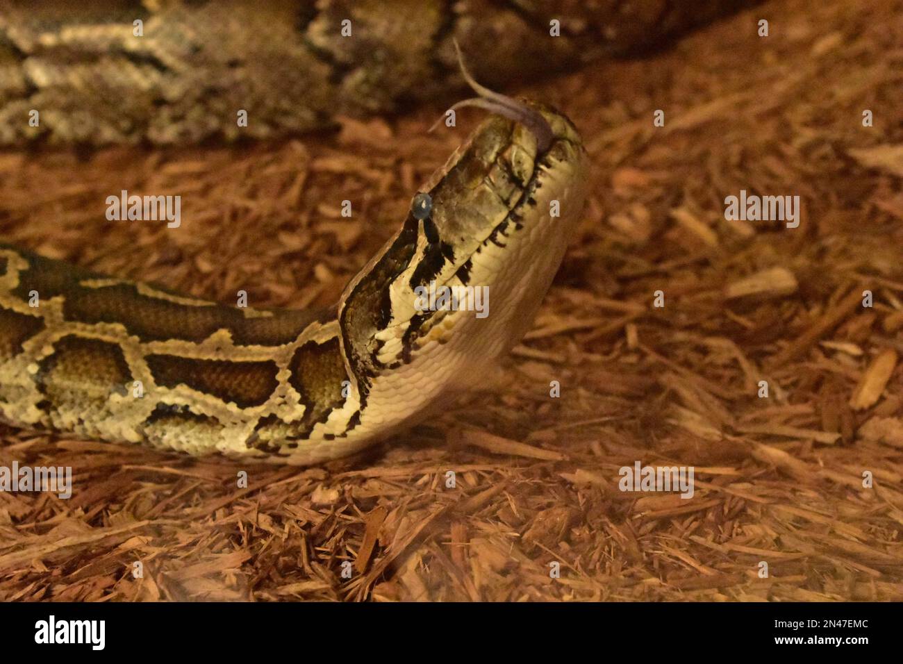Forked tongue sticking out of the mouth of a Burmese python snake Stock ...