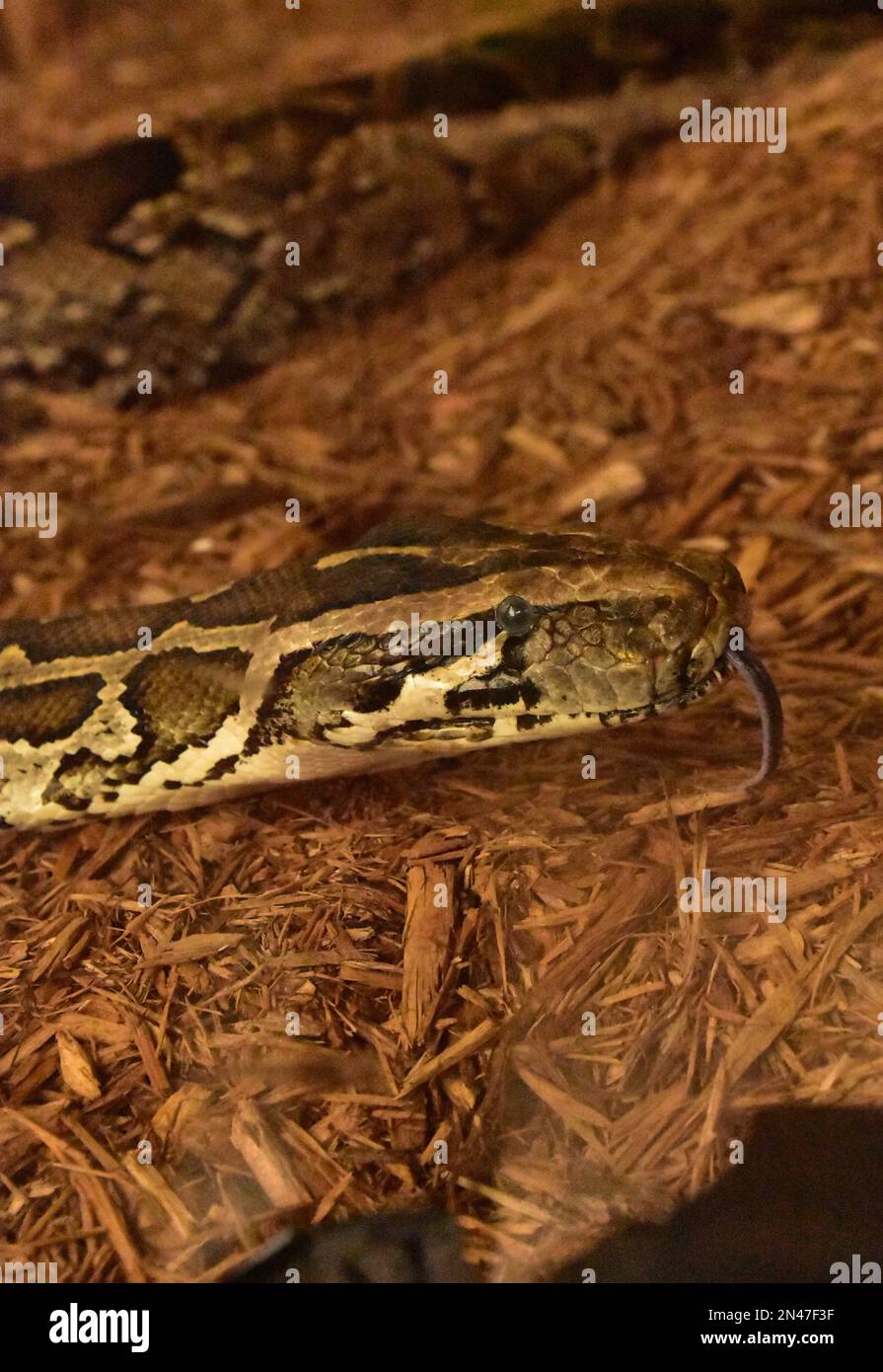 Head of a Burmese python snake with its tongue sticking out Stock Photo ...