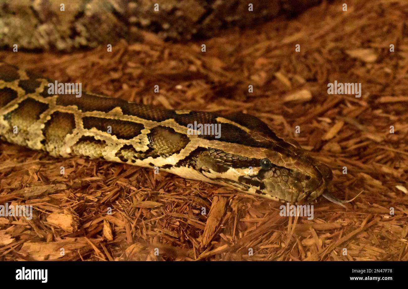 Large patterned Burmese python snake with his tongue sticking out Stock ...