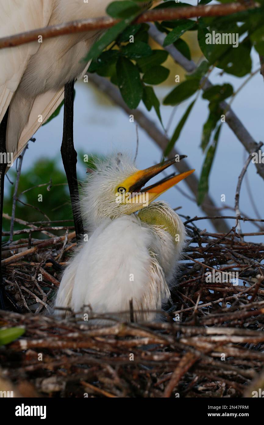 Great egret young hi-res stock photography and images - Alamy