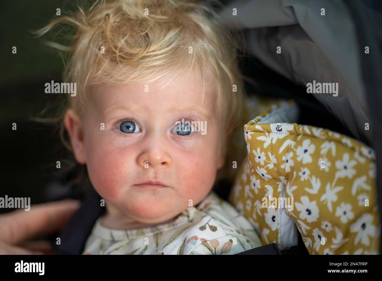 tennis fan watching a tennis match at the australian open eating food ...