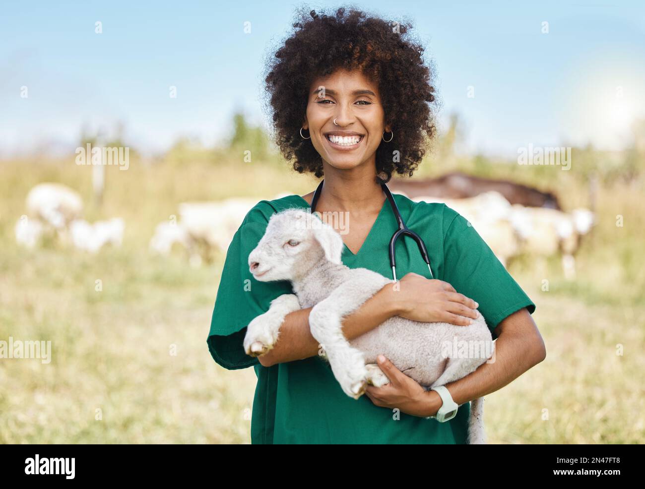 Female veterinarian sheep hi-res stock photography and images - Alamy