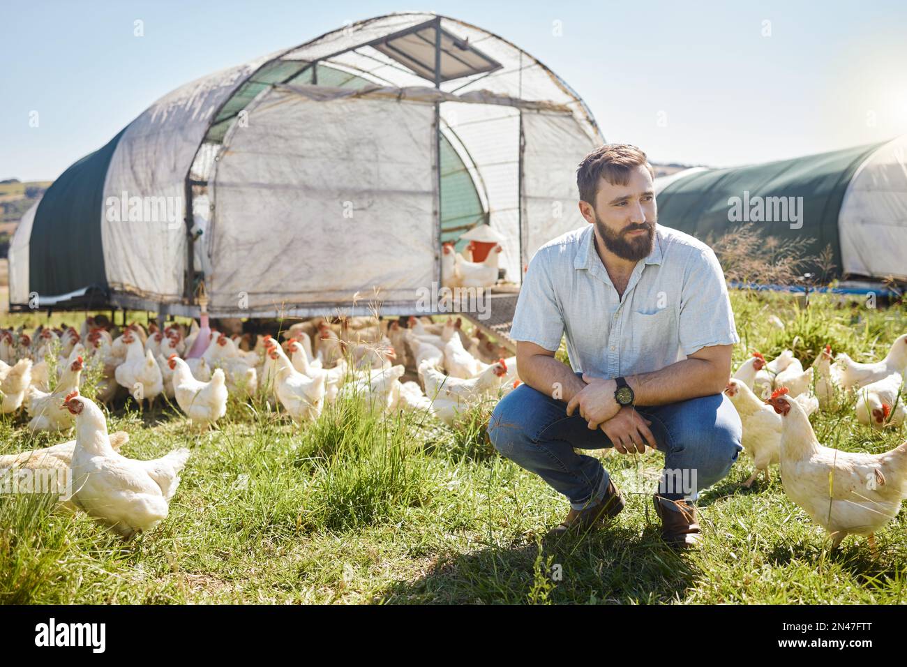 Man on farm, chicken and agriculture, thinking about livestock agro ...