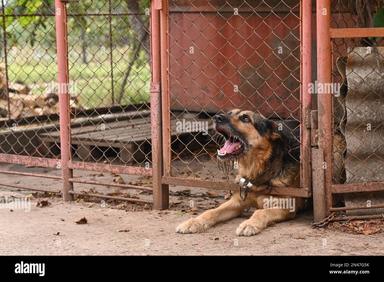 the evil dog has been behind bars for years. peeking out of the grate ...