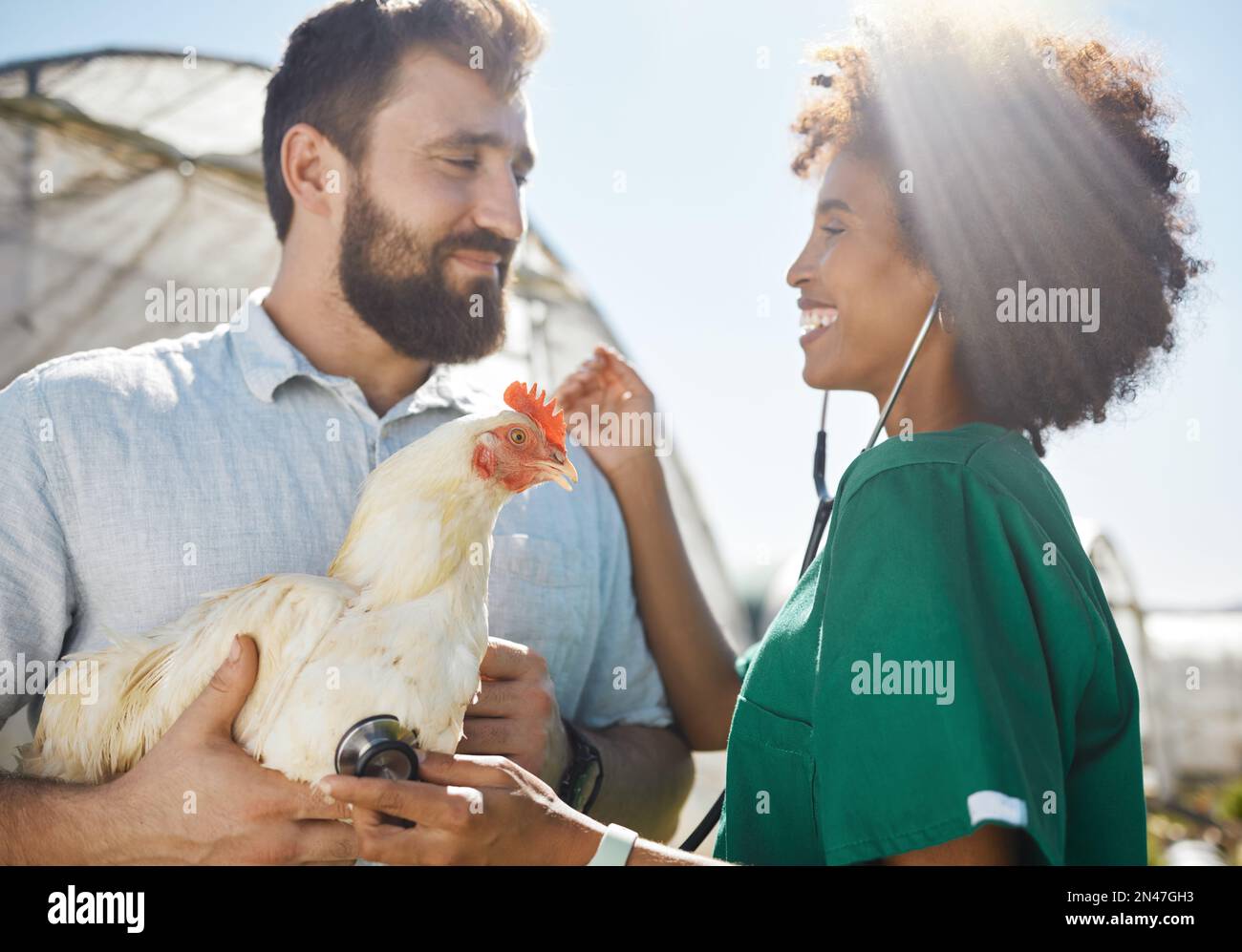 Veterinary, farm and doctor and nurse with chicken for health check ...