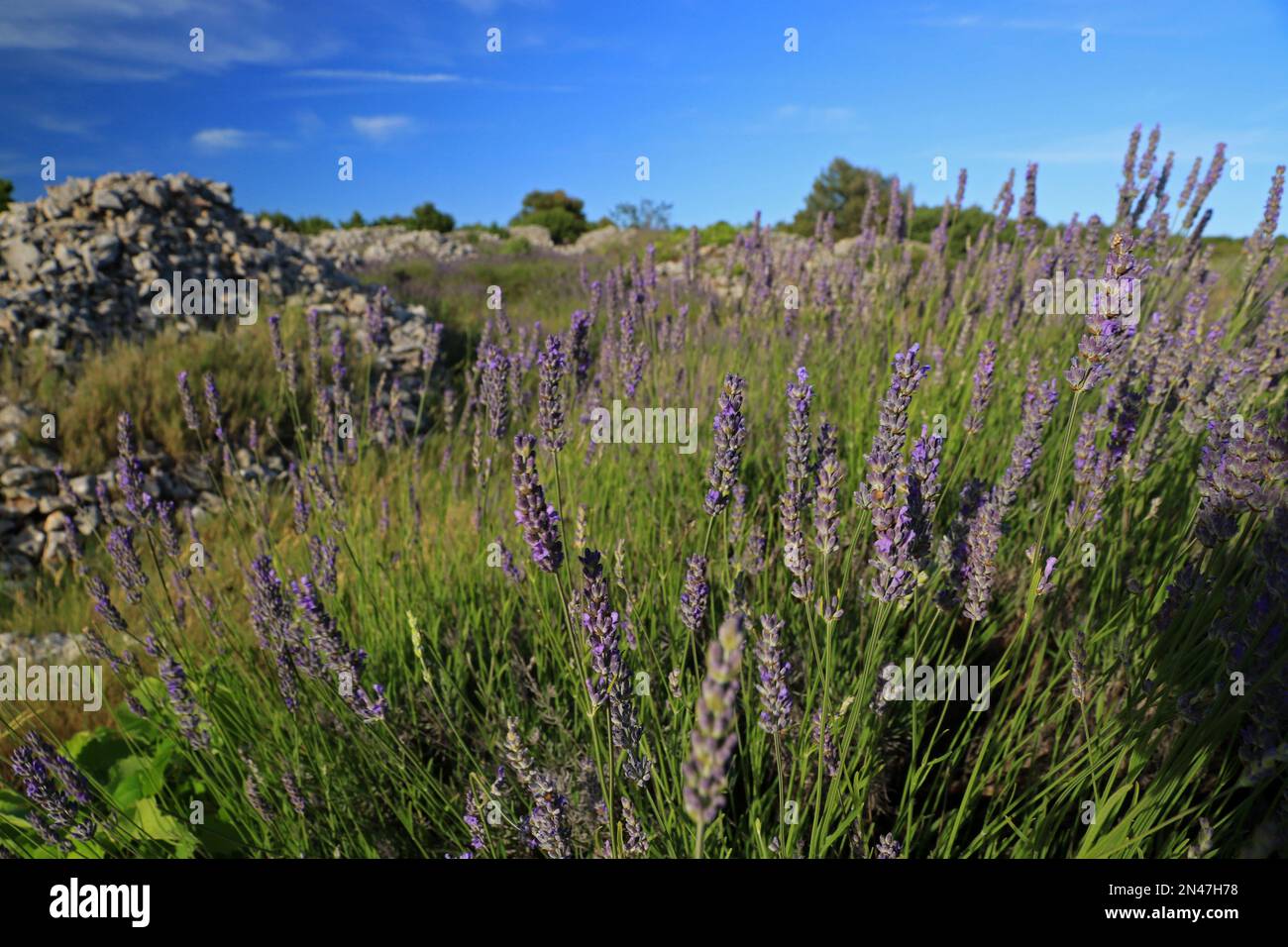Lavender flowers in Brusje village on Hvar island, Croatia Stock Photo ...