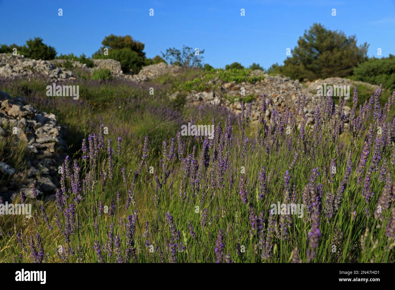 Lavender flowers in Brusje village on Hvar island, Croatia Stock Photo ...