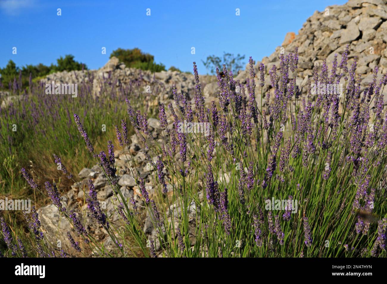 Lavender flowers in Brusje village on Hvar island, Croatia Stock Photo ...