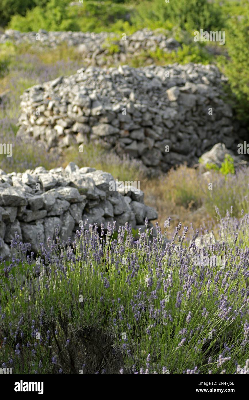 Lavender flowers in Brusje village on Hvar island, Croatia Stock Photo ...