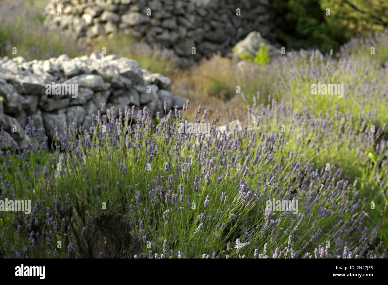 Lavender flowers in Brusje village on Hvar island, Croatia Stock Photo ...