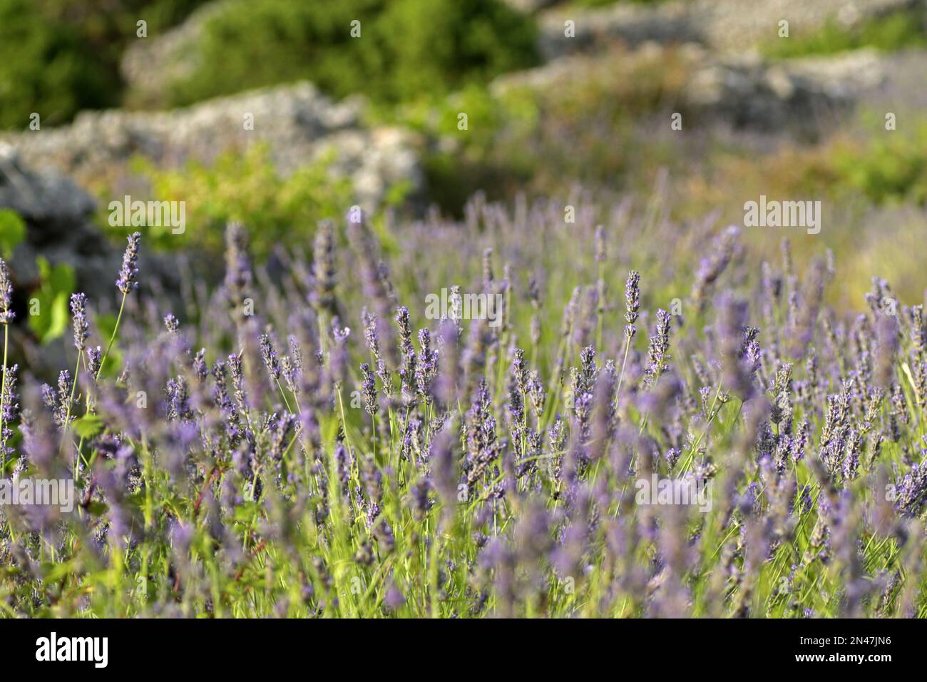 Lavender flowers in Brusje village on Hvar island, Croatia Stock Photo ...