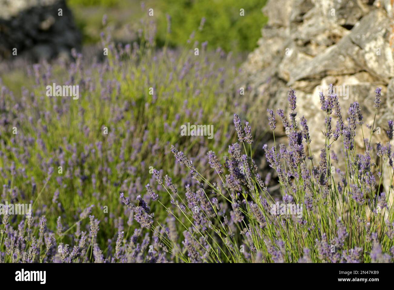 Lavender flowers in Brusje village on Hvar island, Croatia Stock Photo ...