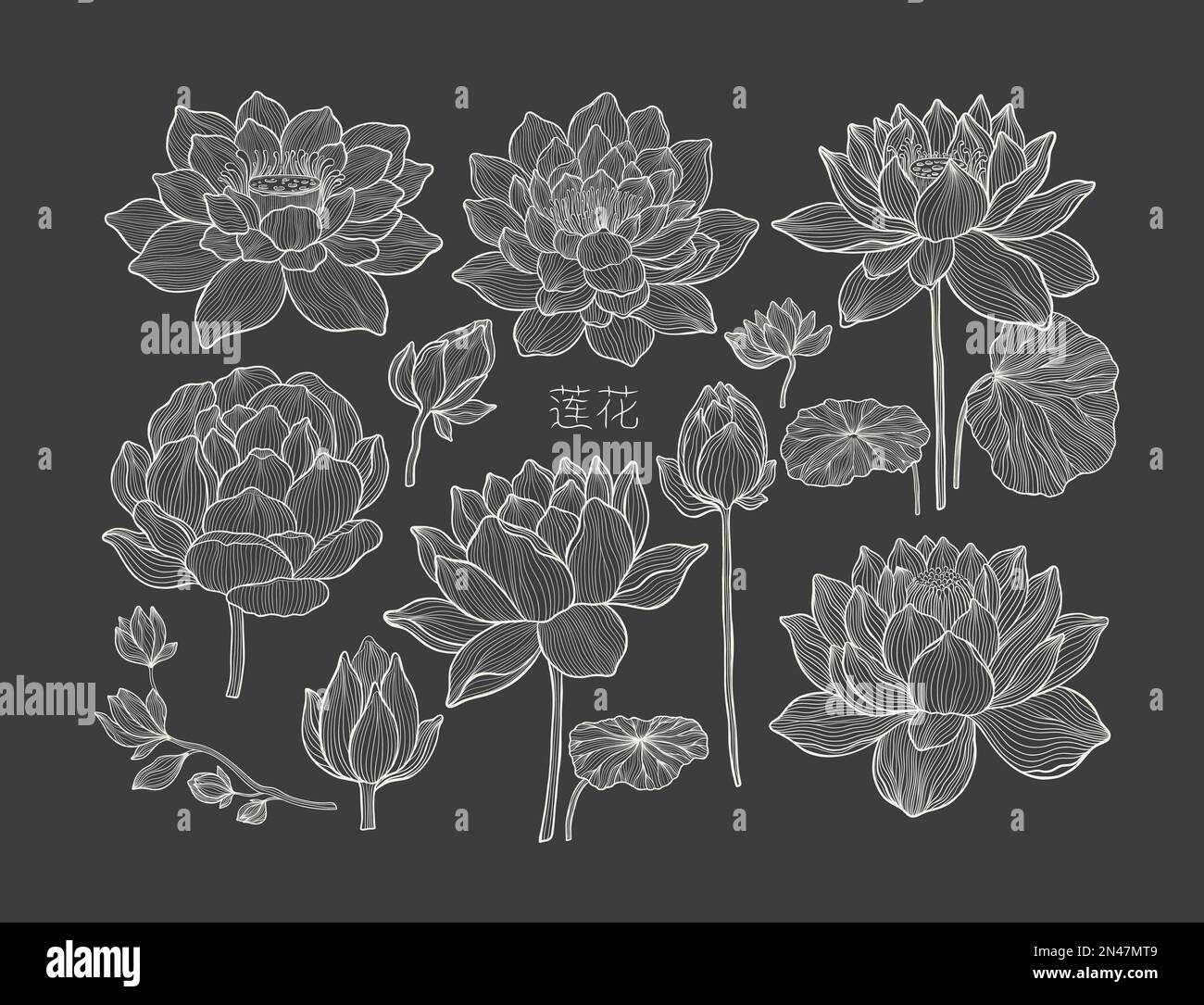 A set of lotus flowers and leaves isolated on a black background ...