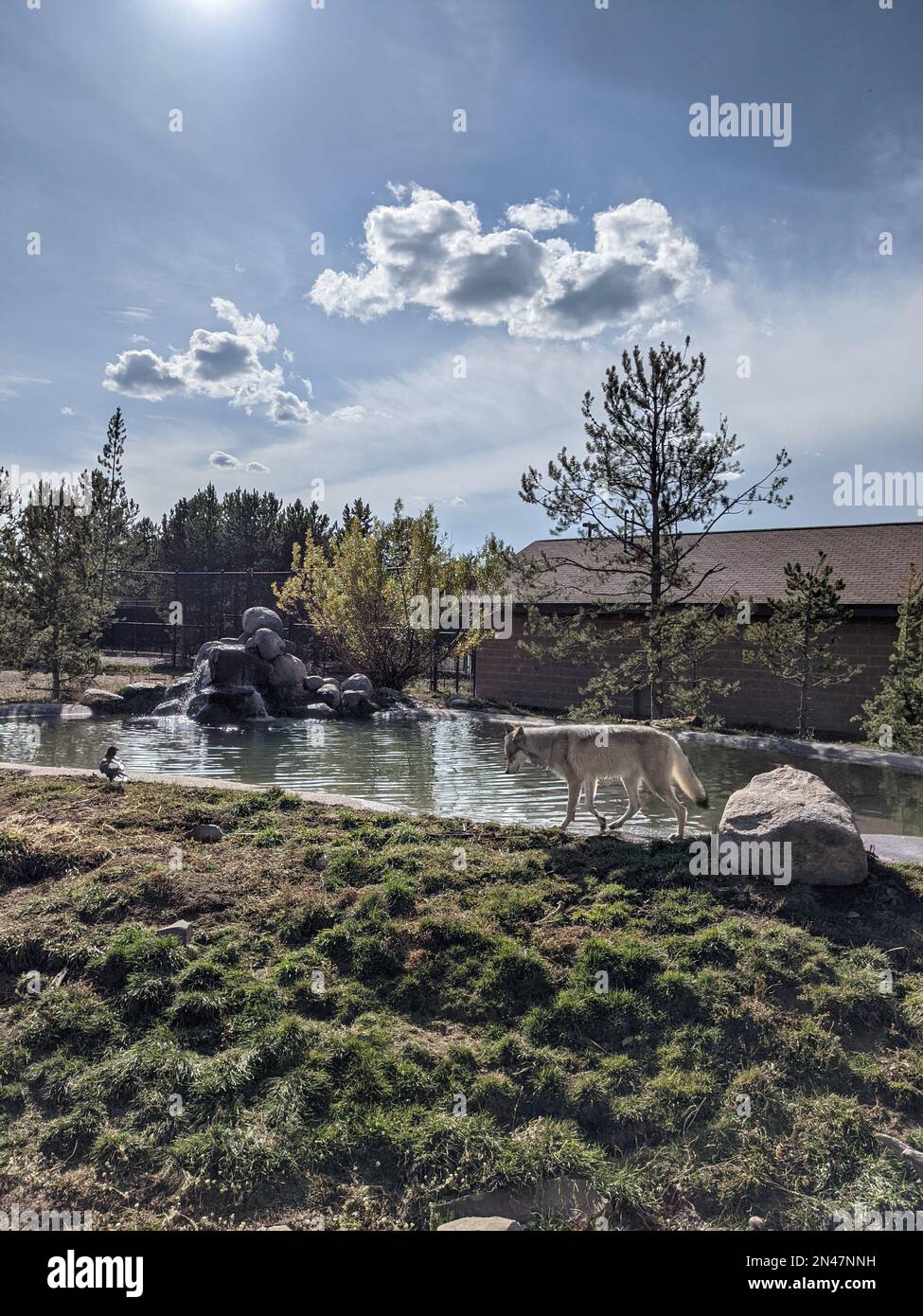White wolf walking hi-res stock photography and images - Alamy