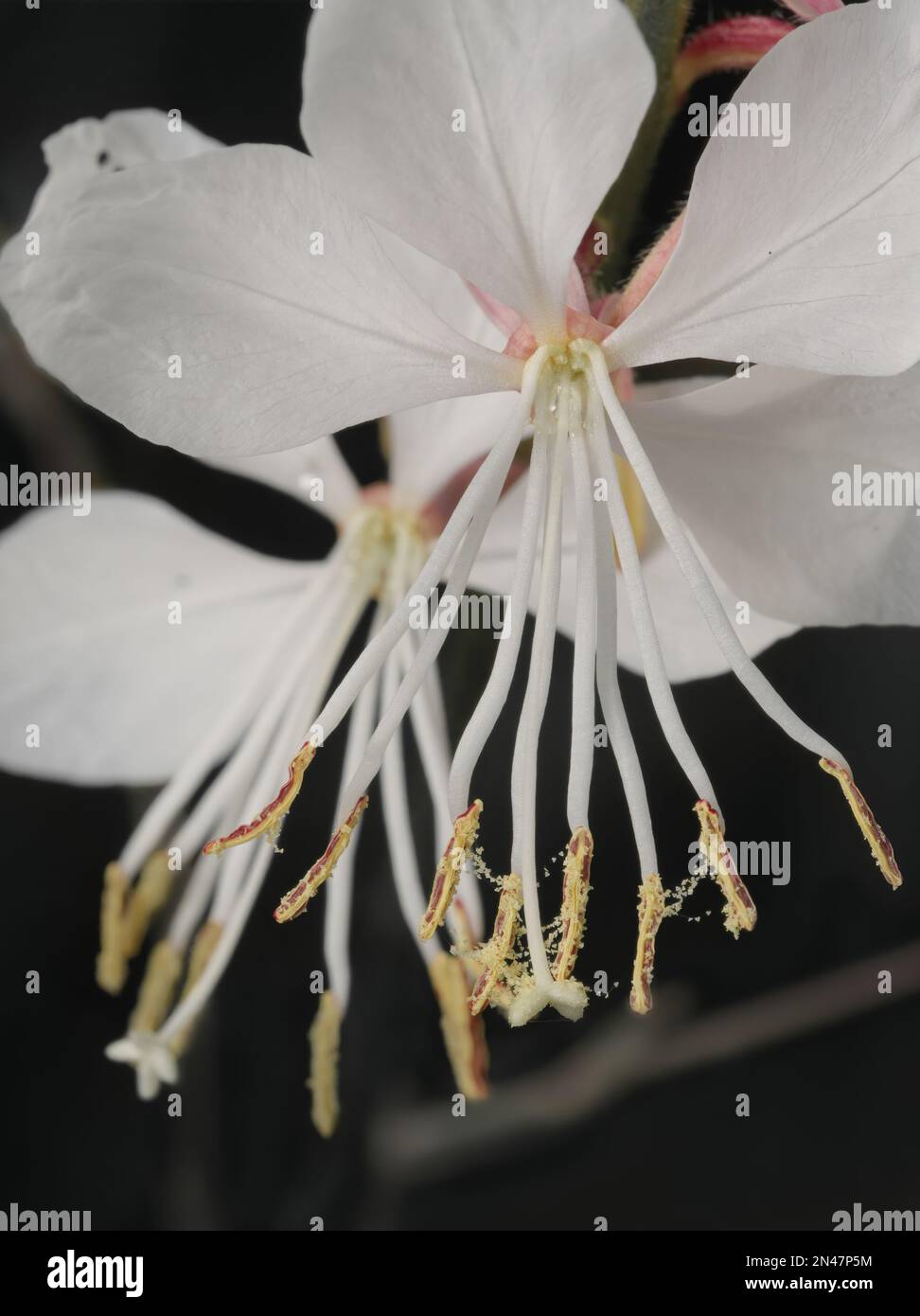Gaura lindheimeri whirling butterflies hi-res stock photography and ...