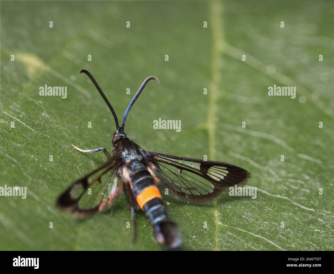 Red belted hi-res stock photography and images - Alamy