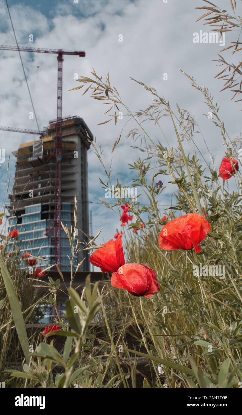 The poppy building hi-res stock photography and images - Alamy