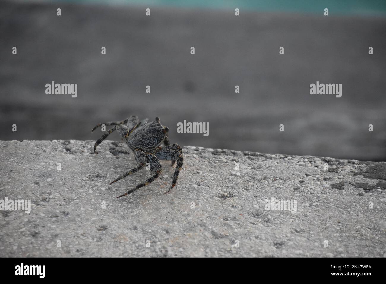Soft shell crab crawling across a rock in Aruba Stock Photo - Alamy