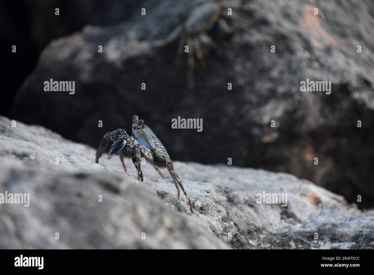 Patterned back on a grey swimming crab climbing up the side of a rock ...