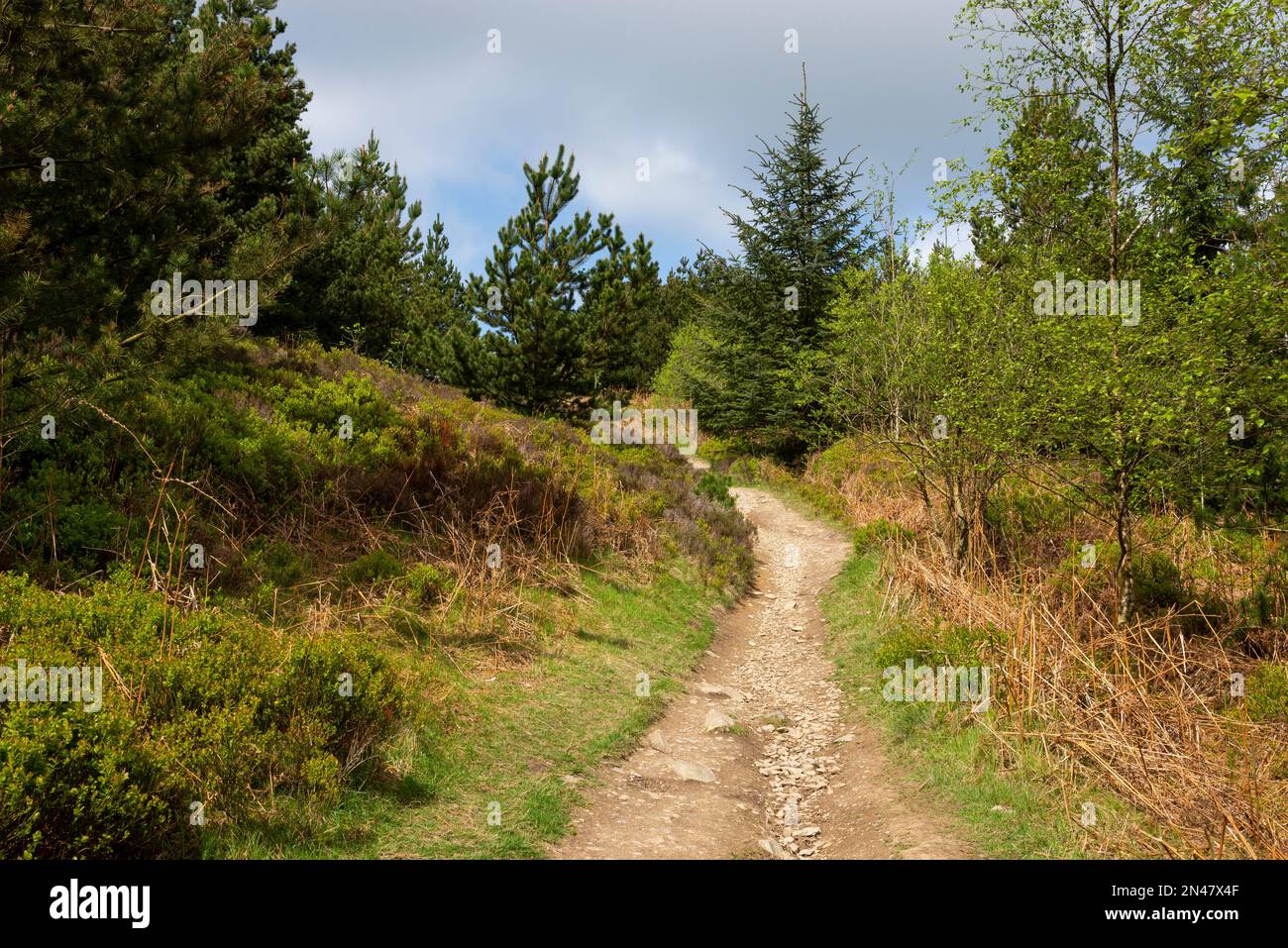 Paths through forest at Moel Famau country park, Clwydian range, North ...