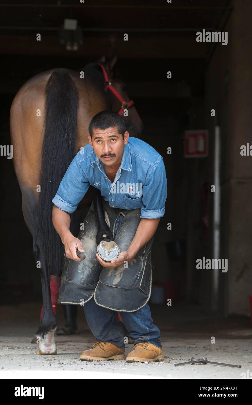 In this Aug. 14, 2014 photo, a farrier trims the hoof of a horse before ...
