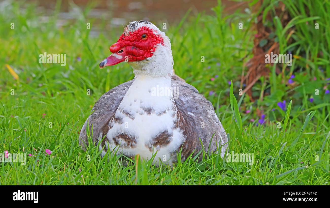 Domestic Muscovy Duck with Red Head Laying Down in the Grass near a ...
