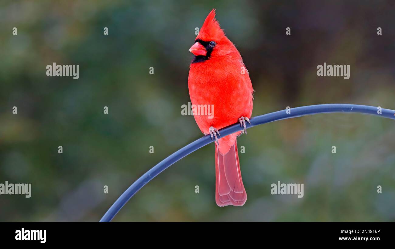 Male Red Cardinal Songbird on Shepherds Hook with Green Background in ...