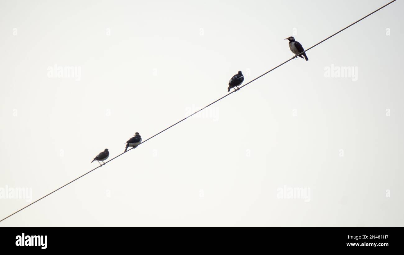 Birds are sitting on electric wires in a row Stock Photo - Alamy
