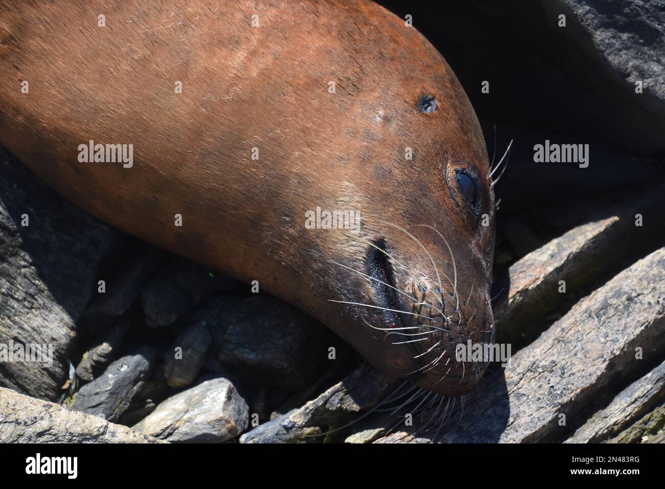 Seal corpse hi-res stock photography and images - Alamy