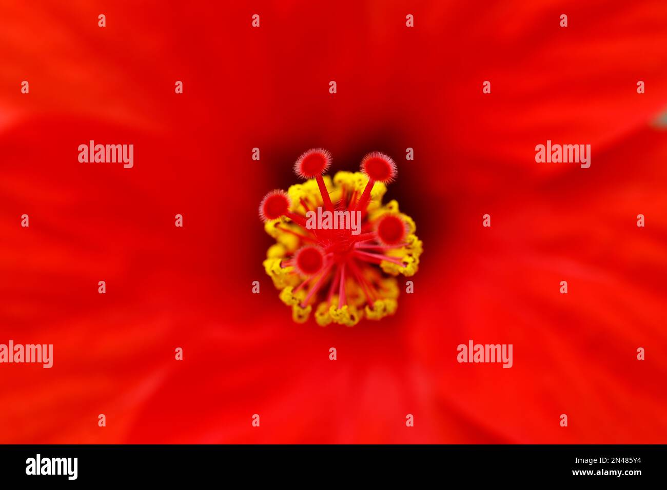 Abstract detail of a bloom of hibiscus flower - macro photography with ...