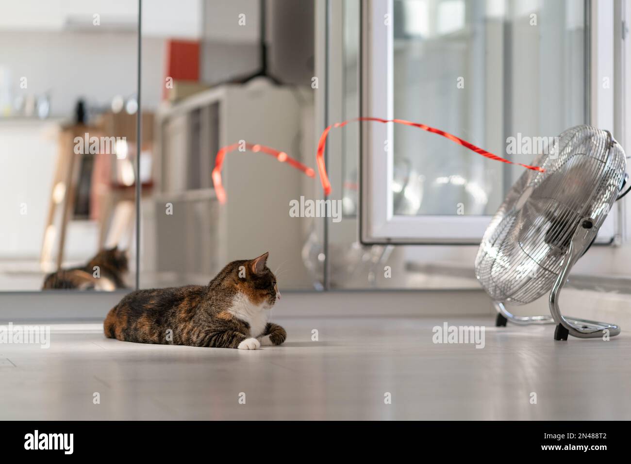 Beautiful cat lying on floor enjoys cold wind from room fan with red ...