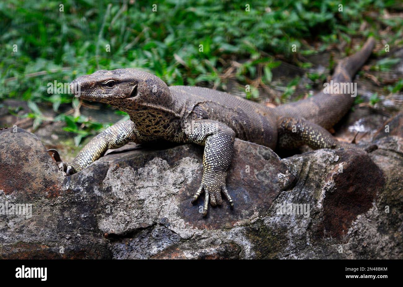 In this July 9, 2014 photo, a monitor lizard sits at the Bannerghatta ...